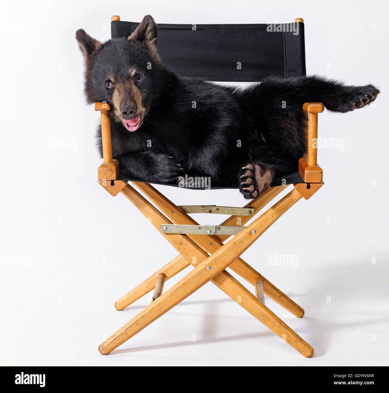 Black Bear Cub lounging in director chair against white background ...