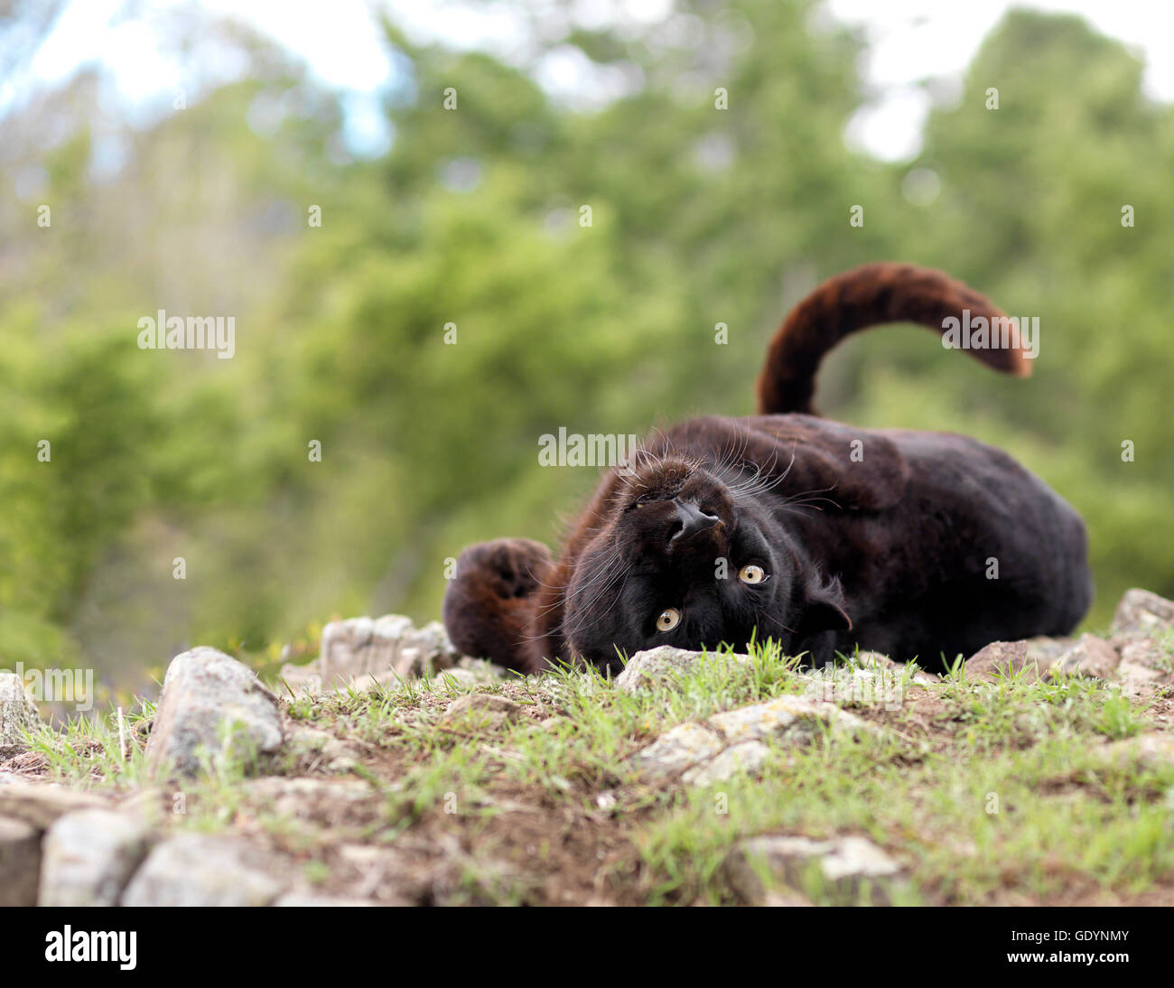 Black leopard hi-res stock photography and images - Alamy