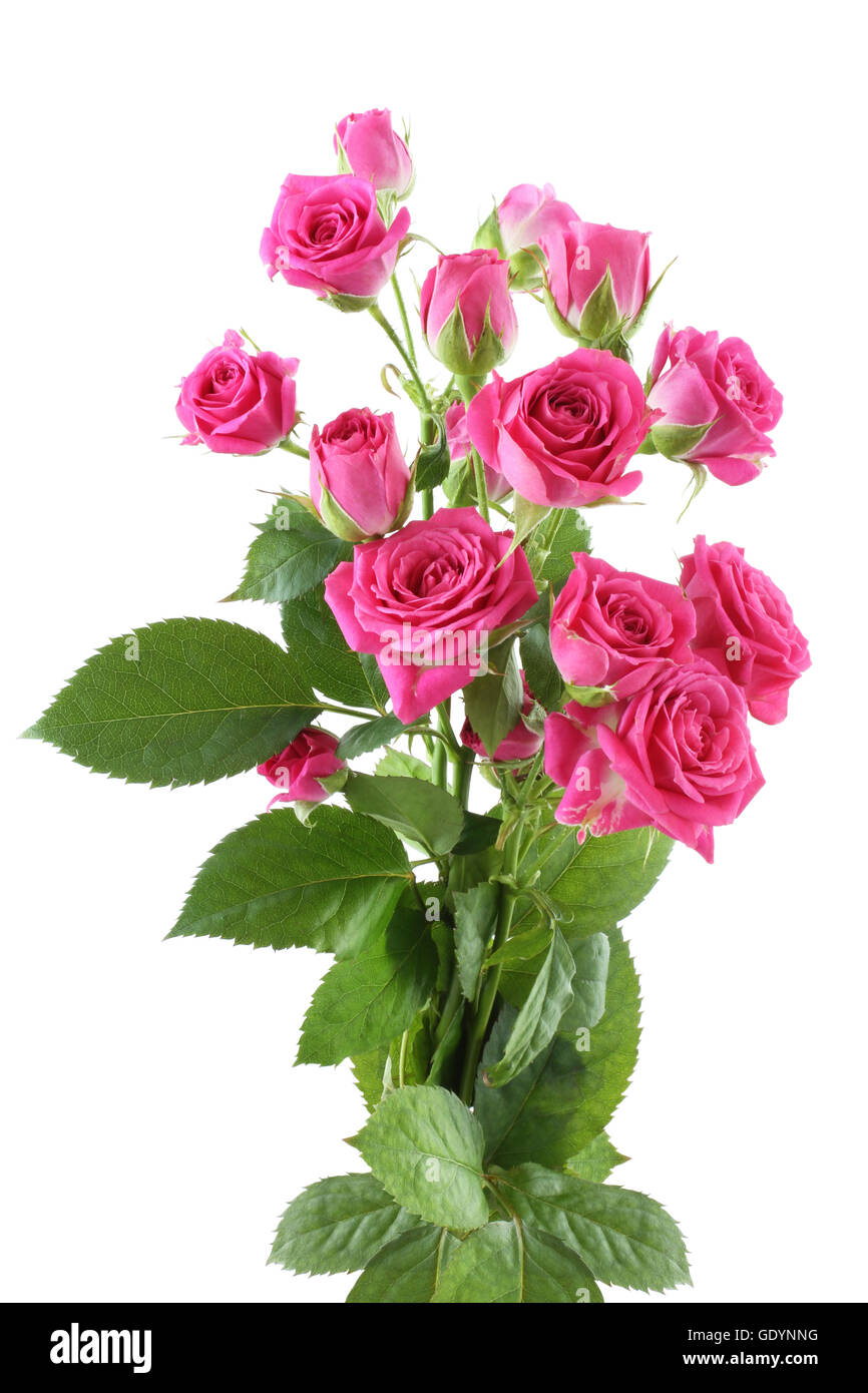 Bouquet of small pink roses isolated on white background Stock Photo ...