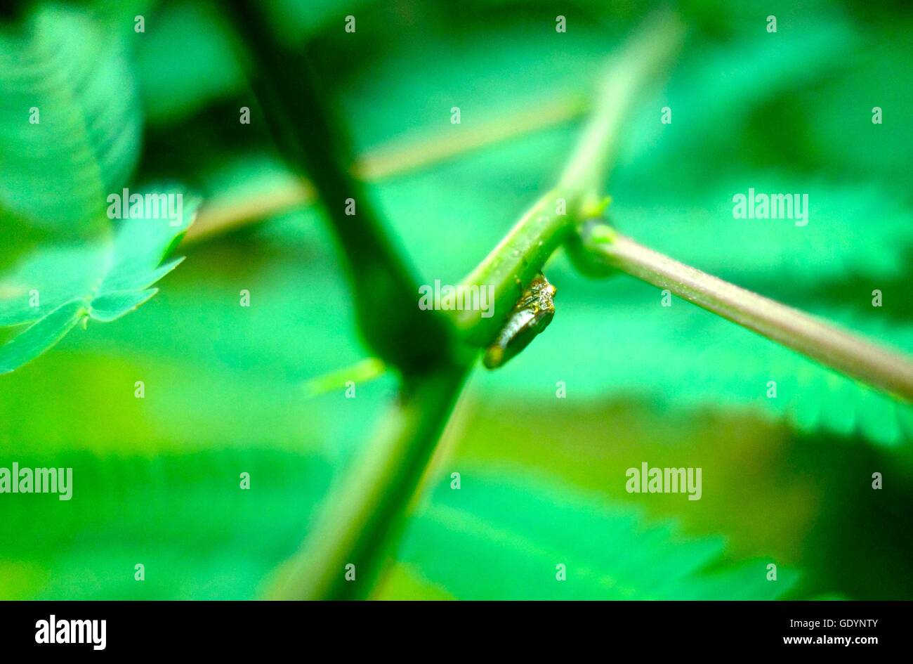 Bug on a branch hi-res stock photography and images - Alamy