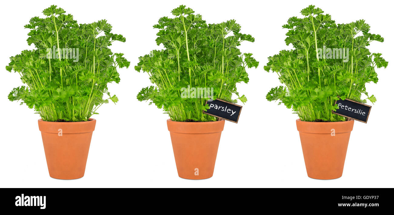 row of parsley herbs in pots isolated on white background Stock Photo ...