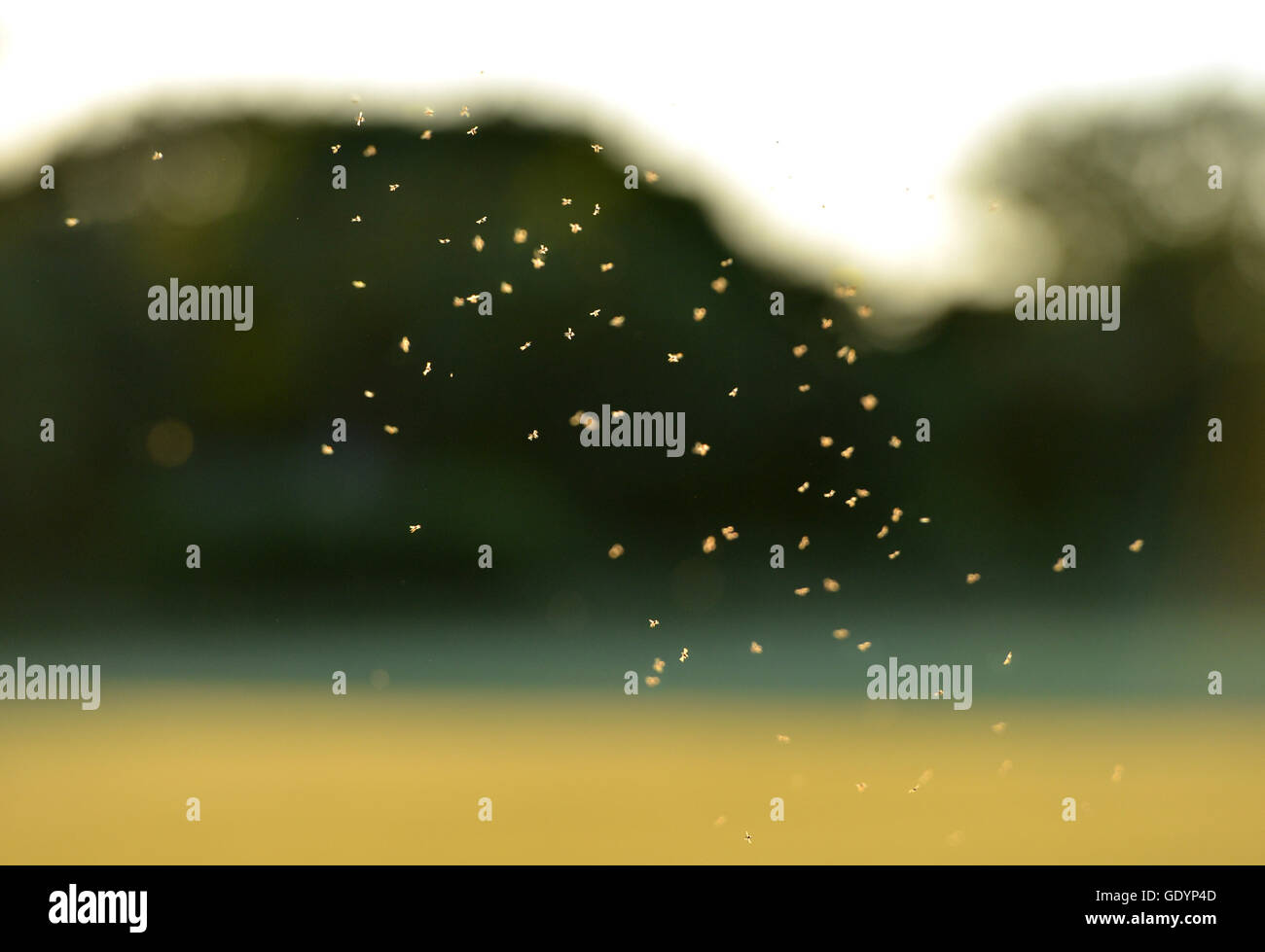 Swarm of midges hi-res stock photography and images - Alamy