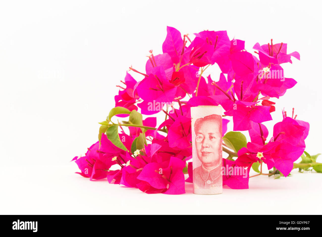 China pink flowers on Cut Out Stock Images & Pictures - Alamy