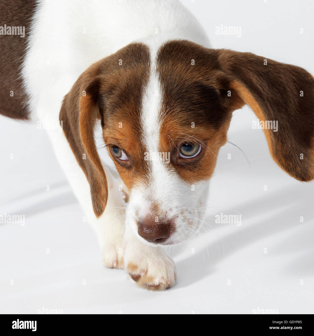 Beagle puppy hi-res stock photography and images - Alamy