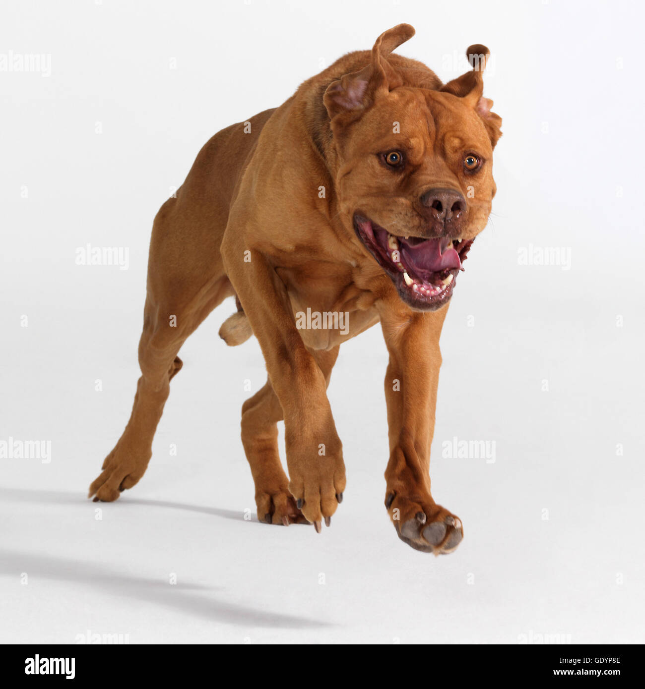 Fierce Dog Stock Photos & Fierce Dog Stock Images - Alamy
