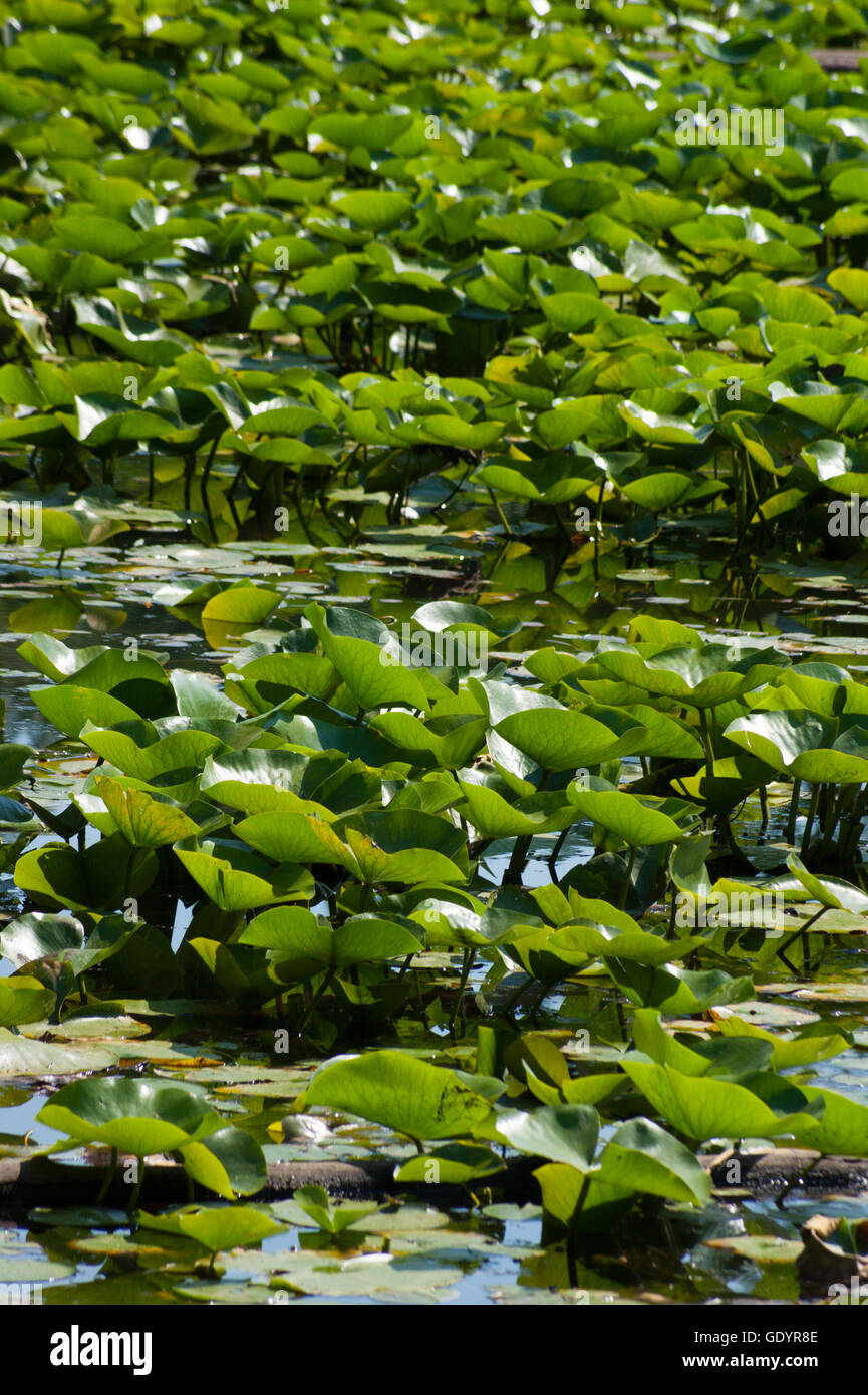 Patch of water lilies in a lily pond. Sapsucker Woods Pond, Cornell Lab ...