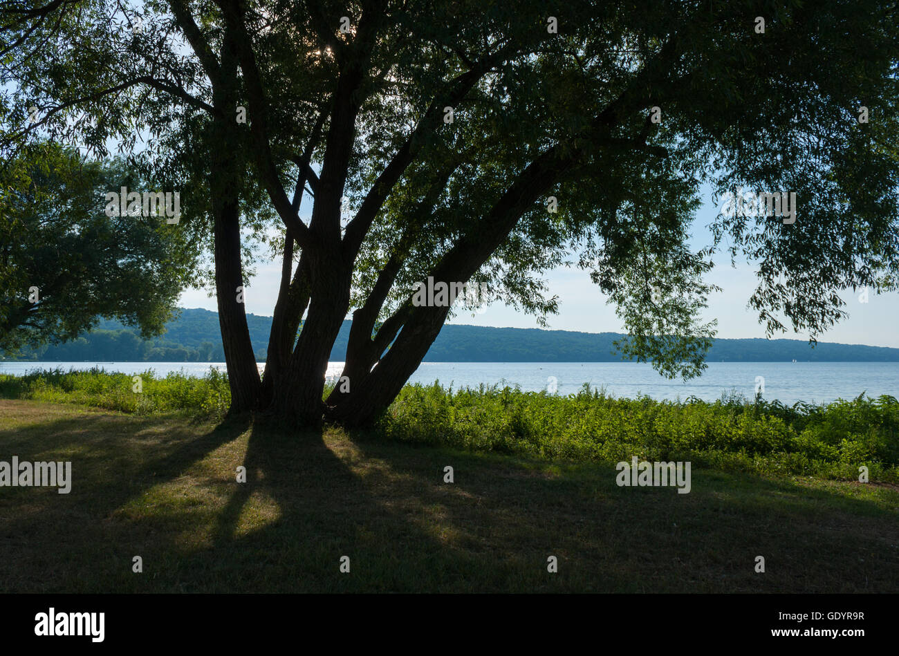 Tree silhouettes on a lakefront. Stewart Park, Cayuga Lake, Ithaca, NY ...