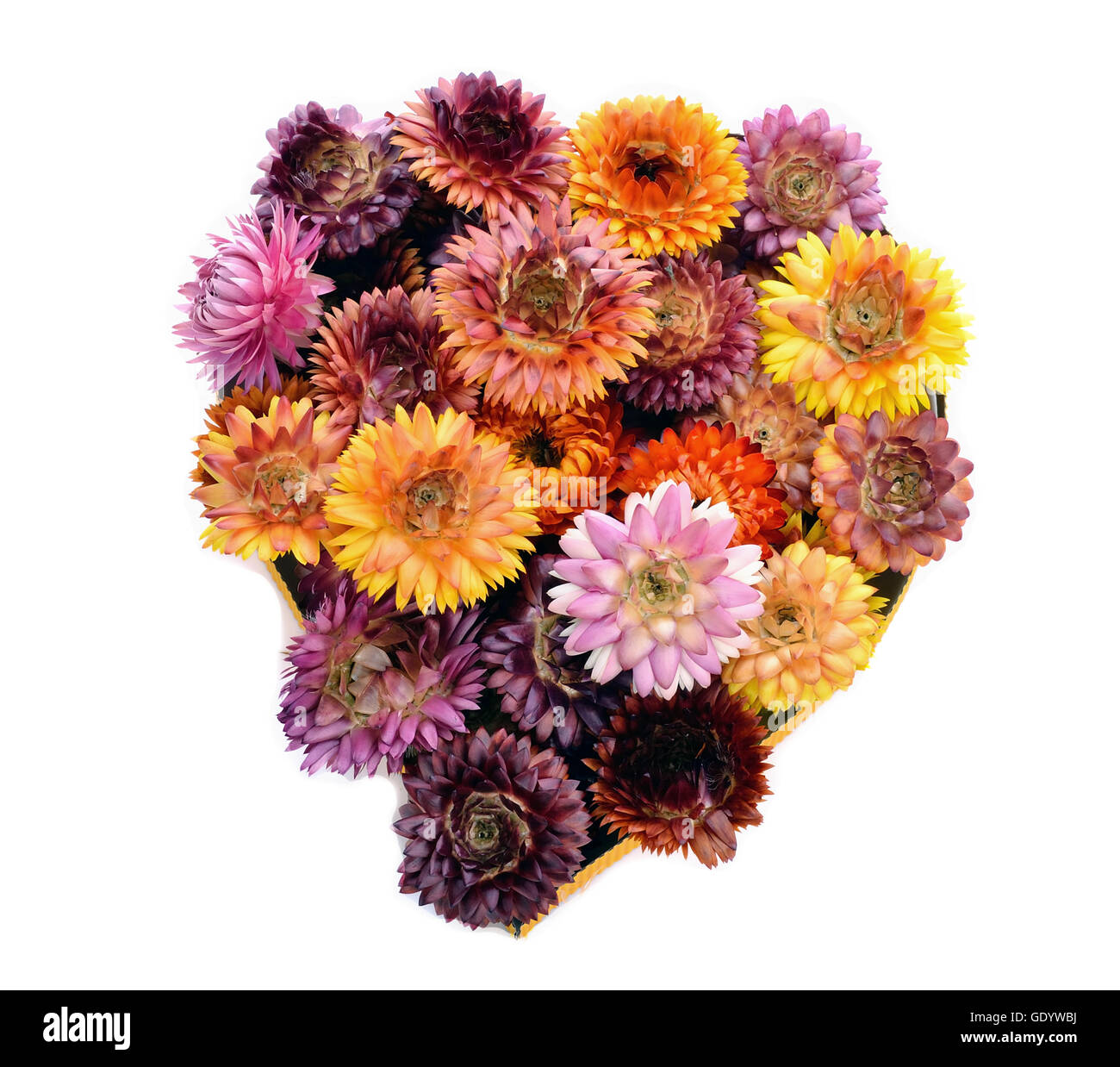 Everlasting flower on white background Stock Photo - Alamy