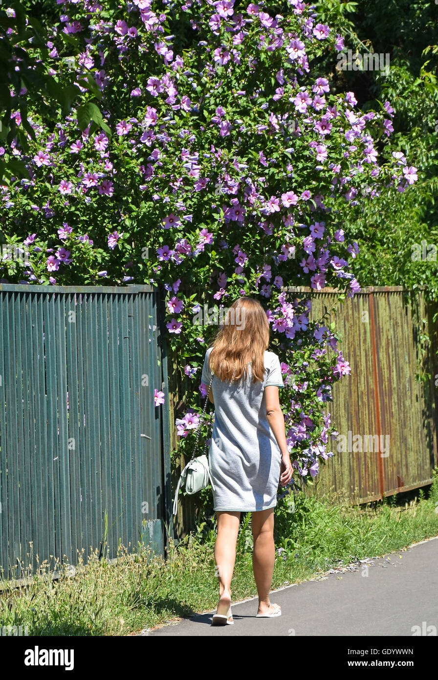 Woman walks next to a mallow bush on the street Stock Photo - Alamy