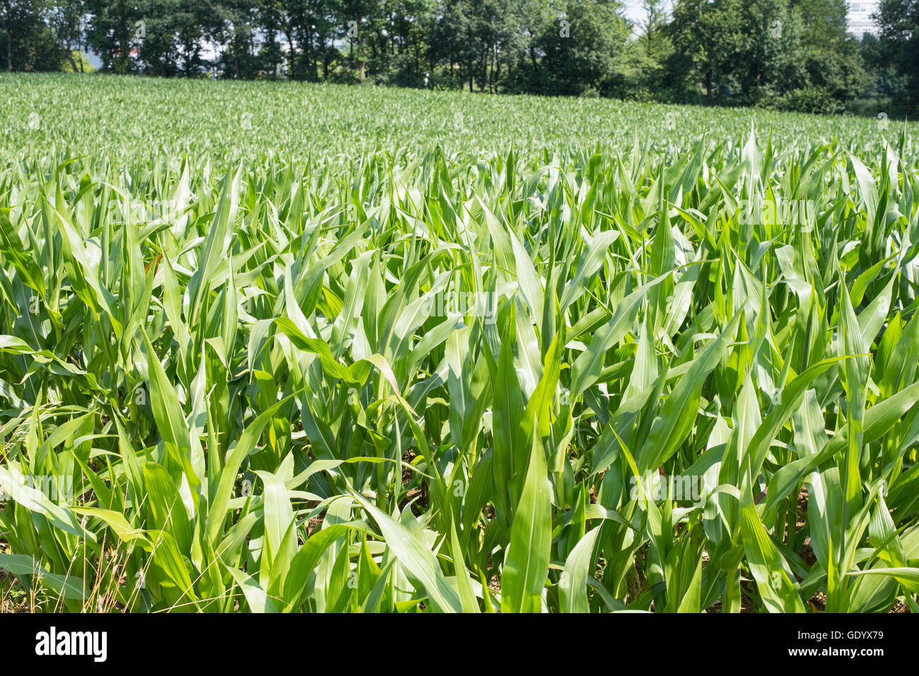 close up of young maize plants with forest Stock Photo - Alamy