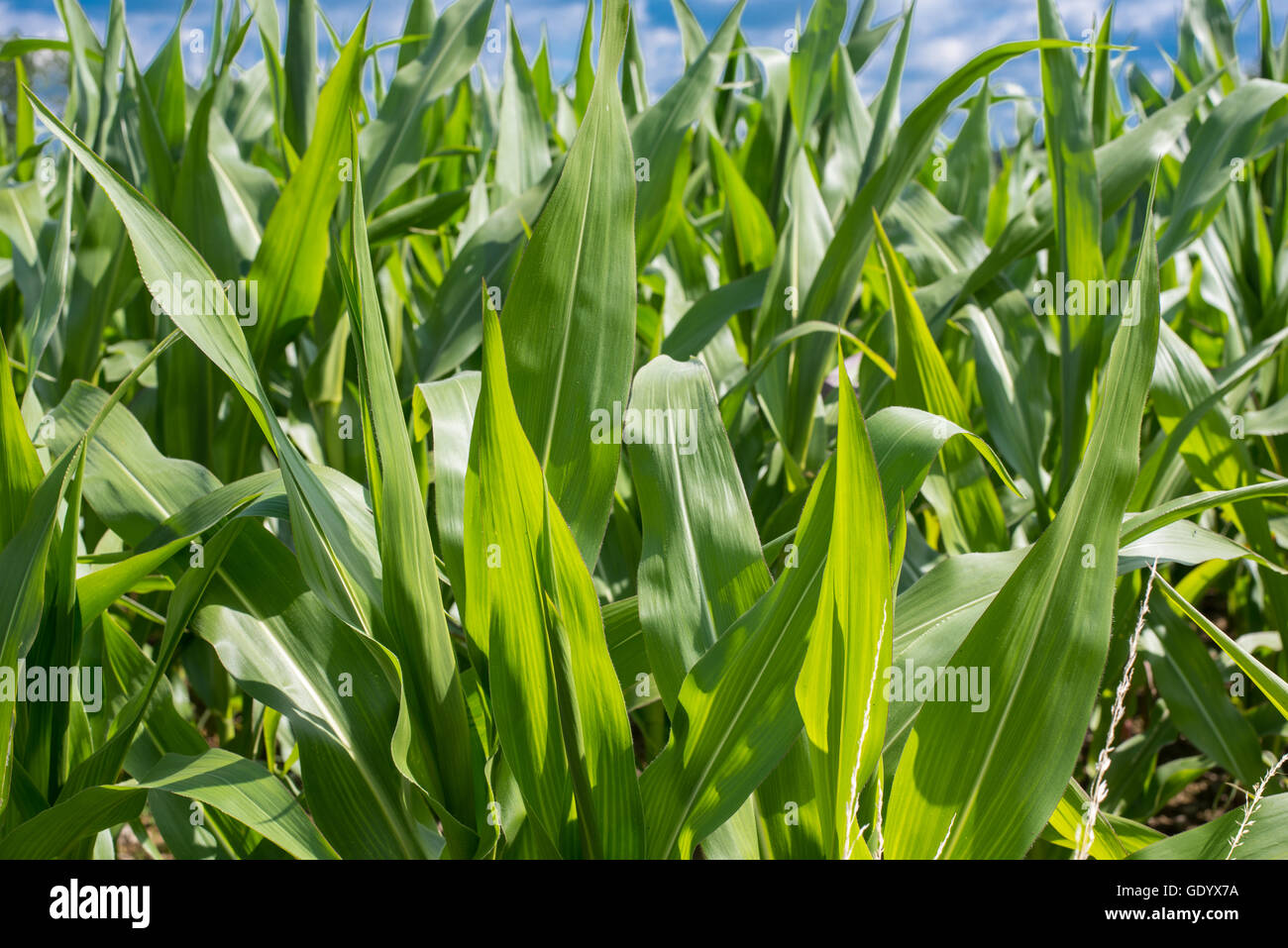 close up of young maize plants against blue sky Stock Photo - Alamy