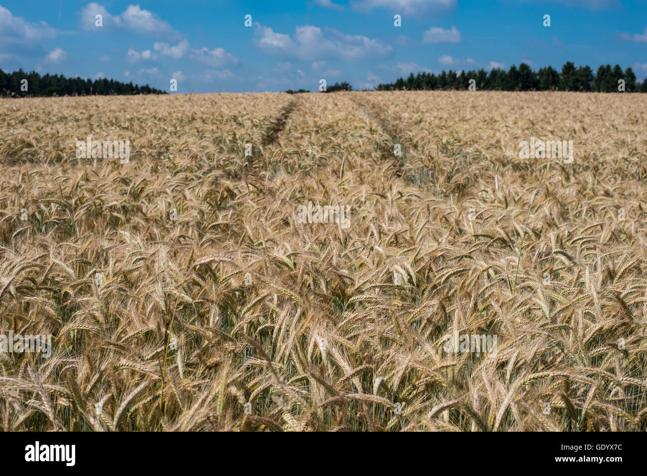 field of wheat Stock Photo - Alamy