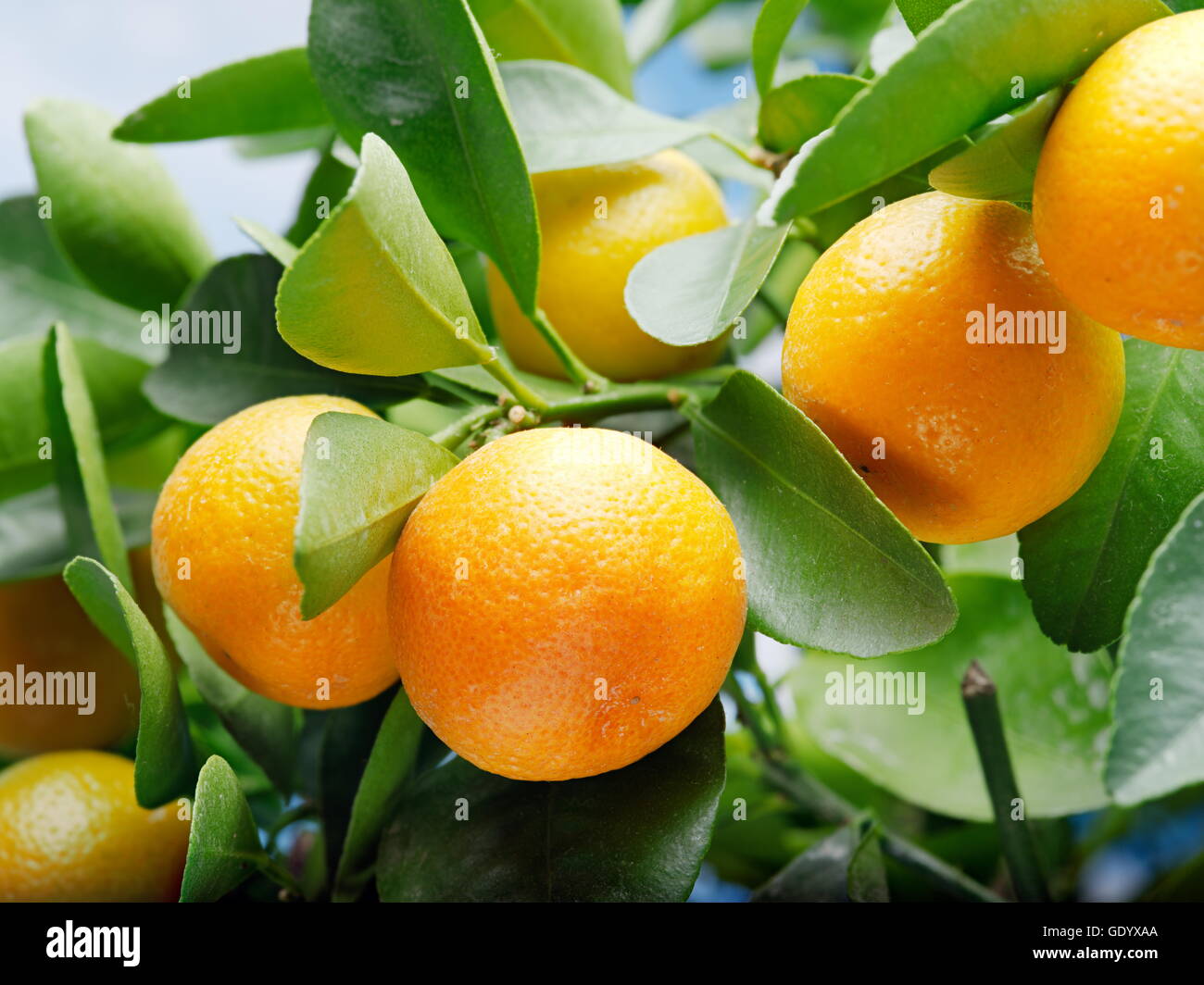 Ripe tangerine fruits on the tree. Blue sky background Stock Photo - Alamy