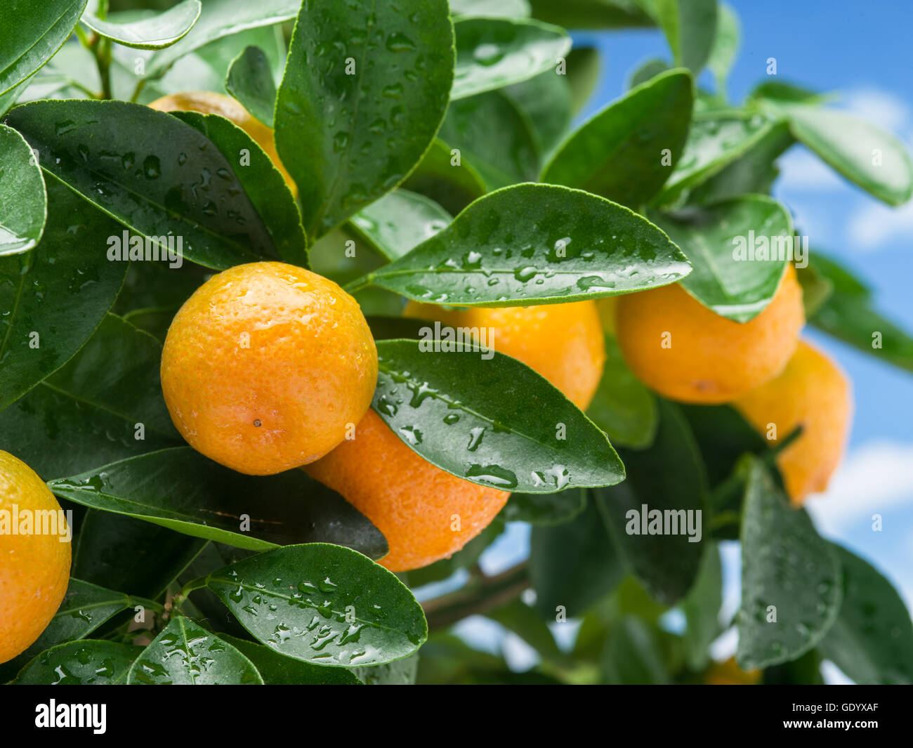 Ripe tangerine fruits on the tree. Blue sky background Stock Photo - Alamy