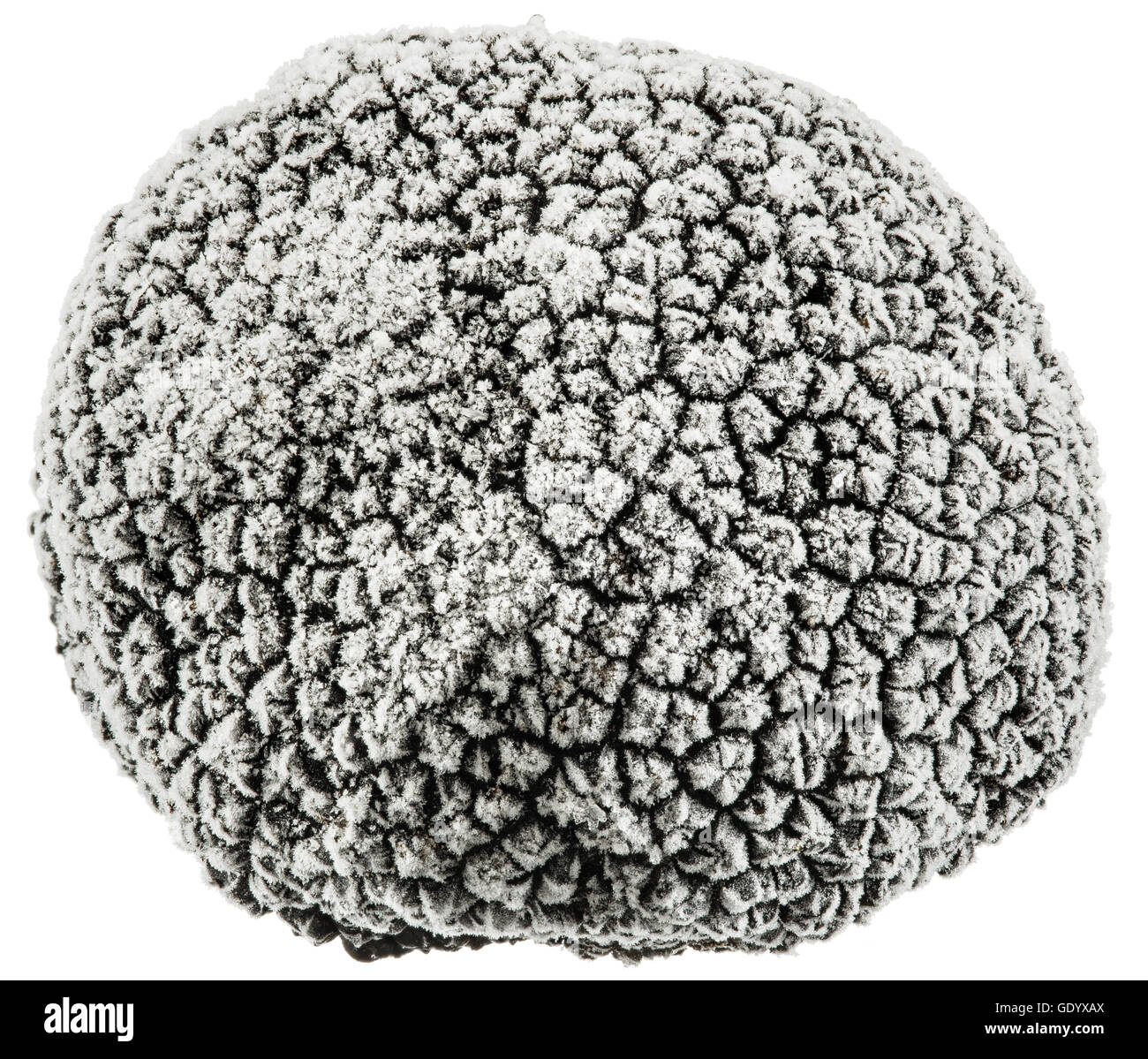 Frozen black truffle. File contains clipping paths Stock Photo - Alamy