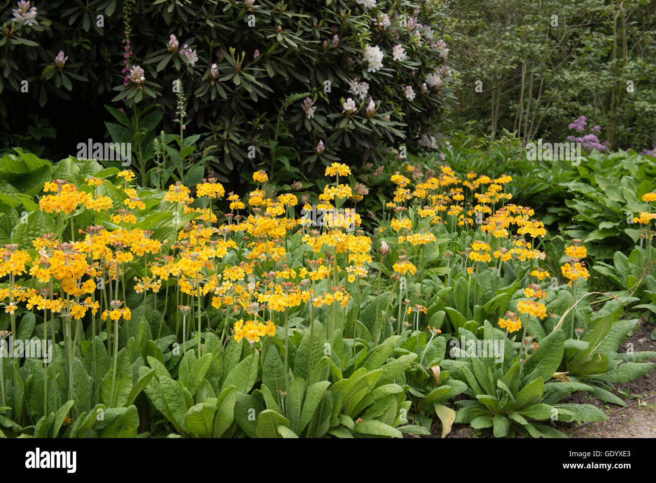 Primula prolifera (Candelabra Primrose) in Cheshire, England, UK Stock ...