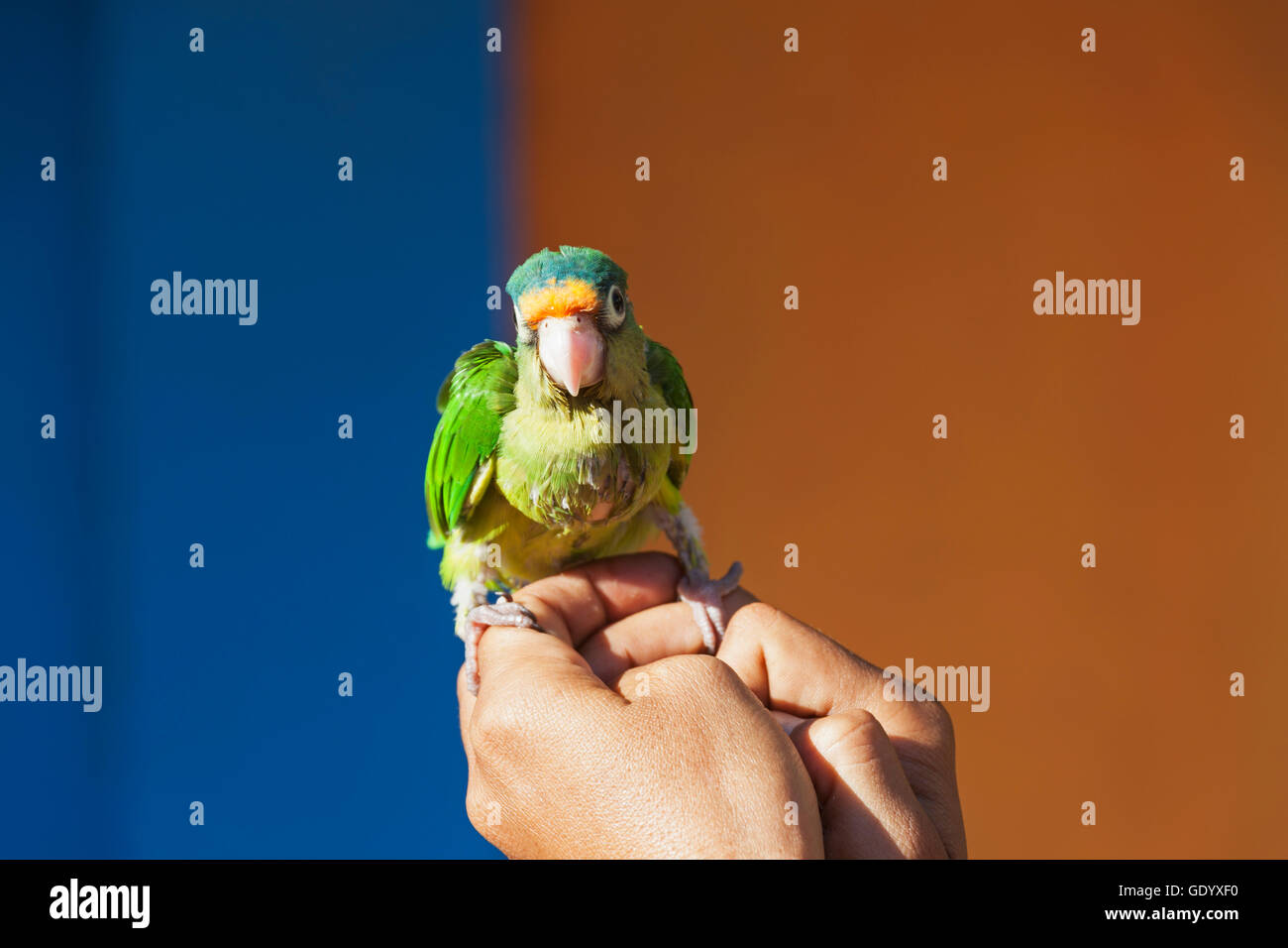 Blue crowned parakeet hi-res stock photography and images - Alamy