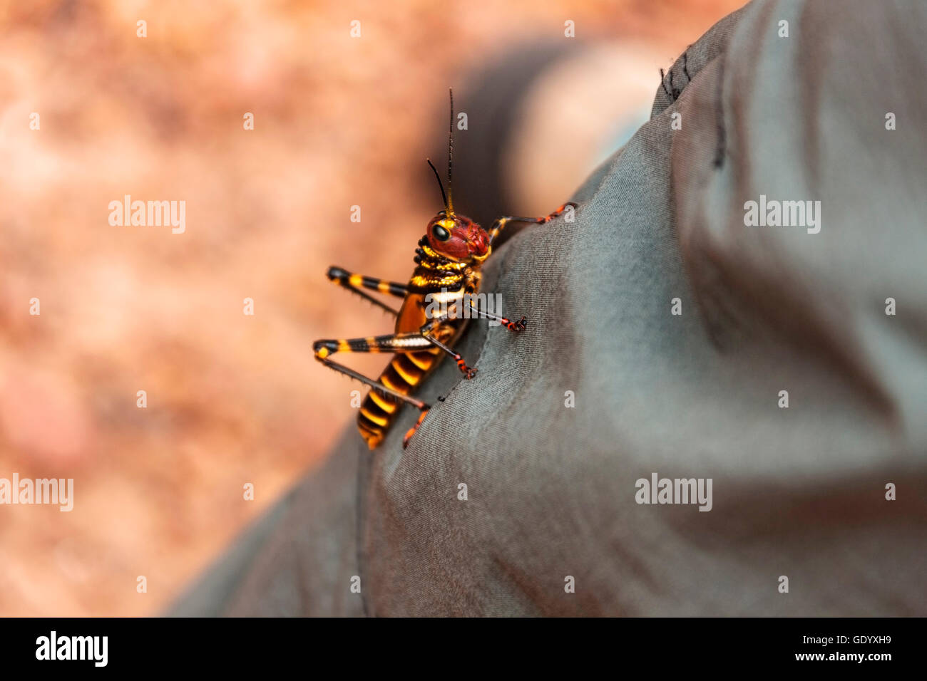 Close-up of a Lubber Grasshopper (Romalea guttata), Canaima National ...