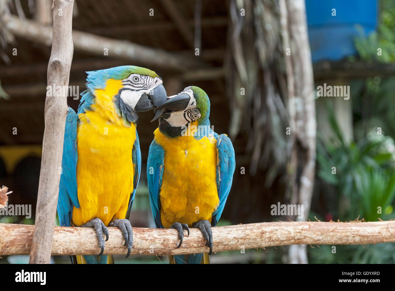 Ara parrots kiss hi-res stock photography and images - Alamy