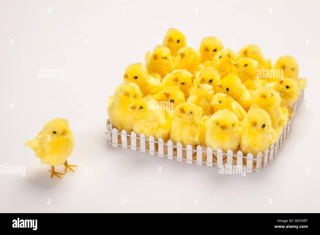 Yellow chicks hi-res stock photography and images - Alamy