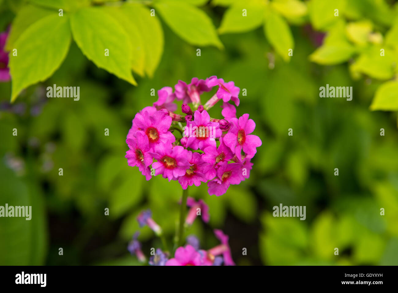 Primula prolifera (Candelabra Primrose) in Cheshire, England, UK Stock ...