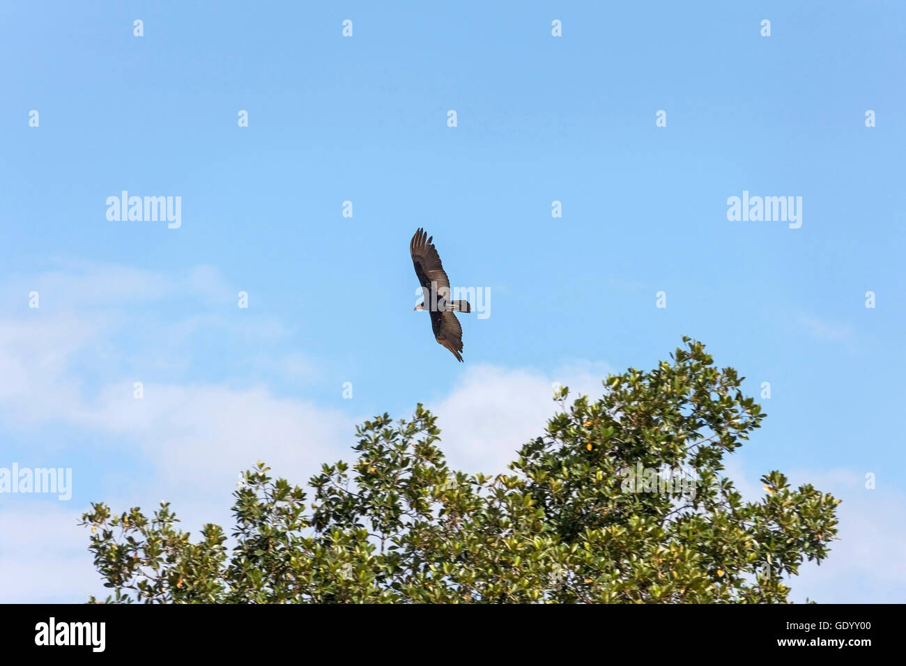 Sunlight aura hi-res stock photography and images - Alamy