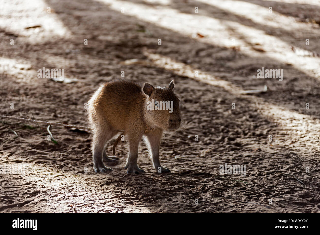 Standing on capybara hi-res stock photography and images - Alamy