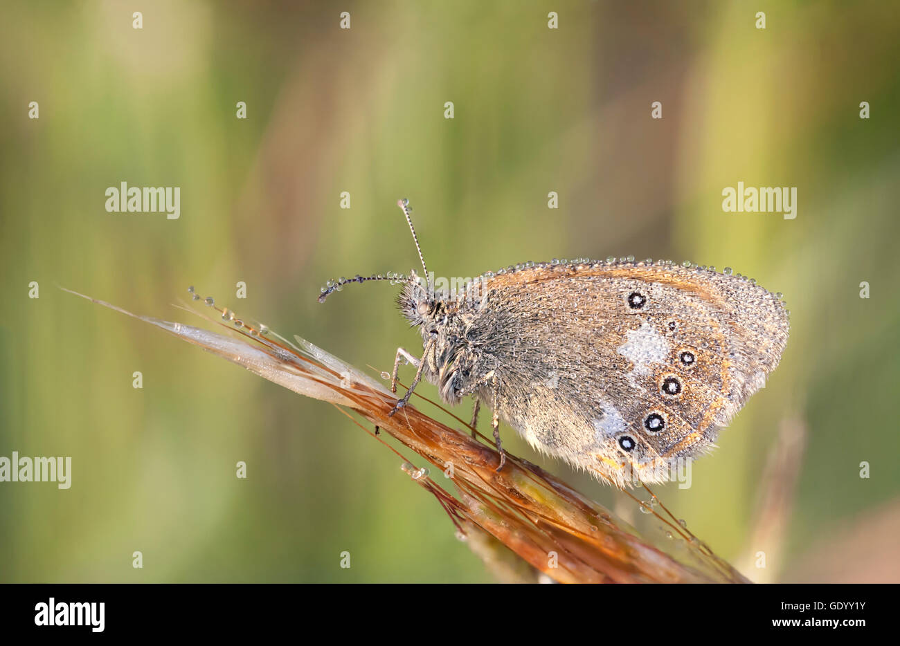 Closeup of a brown wet butterfly on a plant straw Stock Photo - Alamy