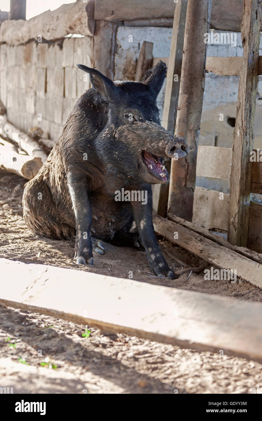 Venezuela Wild Animals