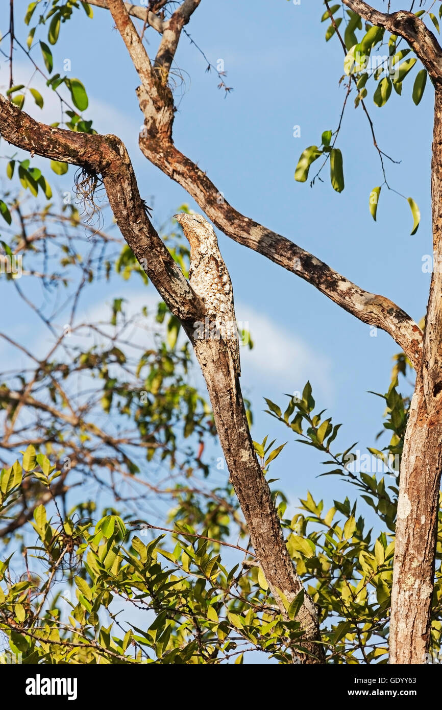 Potoo bird hi-res stock photography and images - Alamy