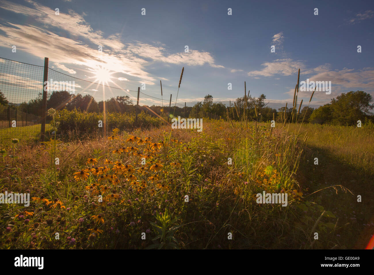 A summertime view of a forest in Springside Park in Pittsfield ...
