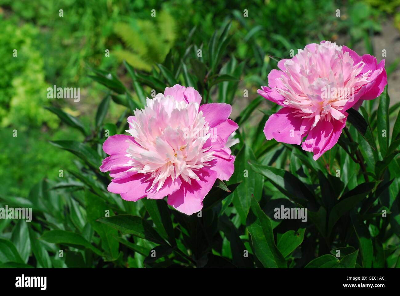 Peony, paeonia veitchii Stock Photo - Alamy