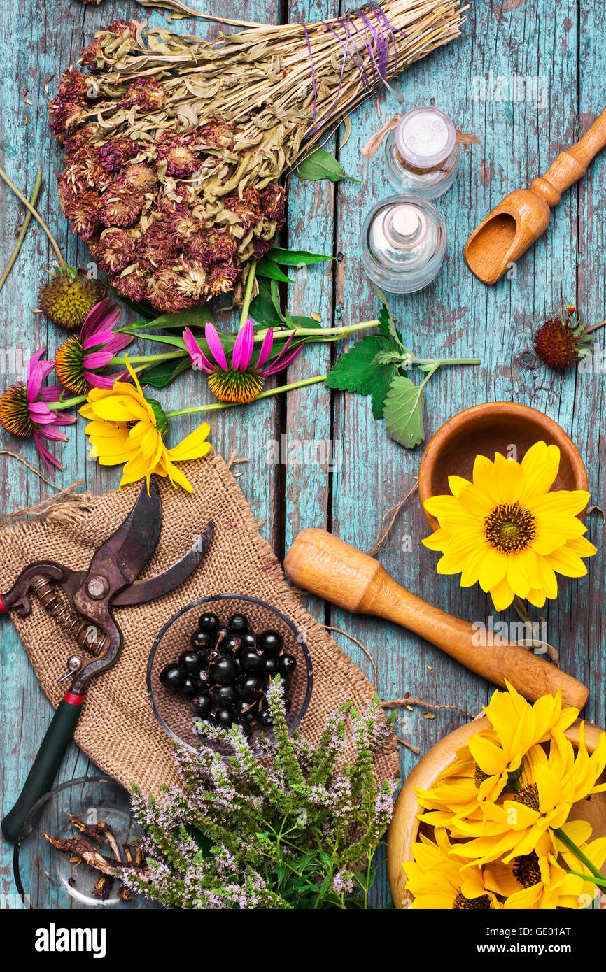 Range of medicinal grasses and useful plants from diseases Stock Photo ...