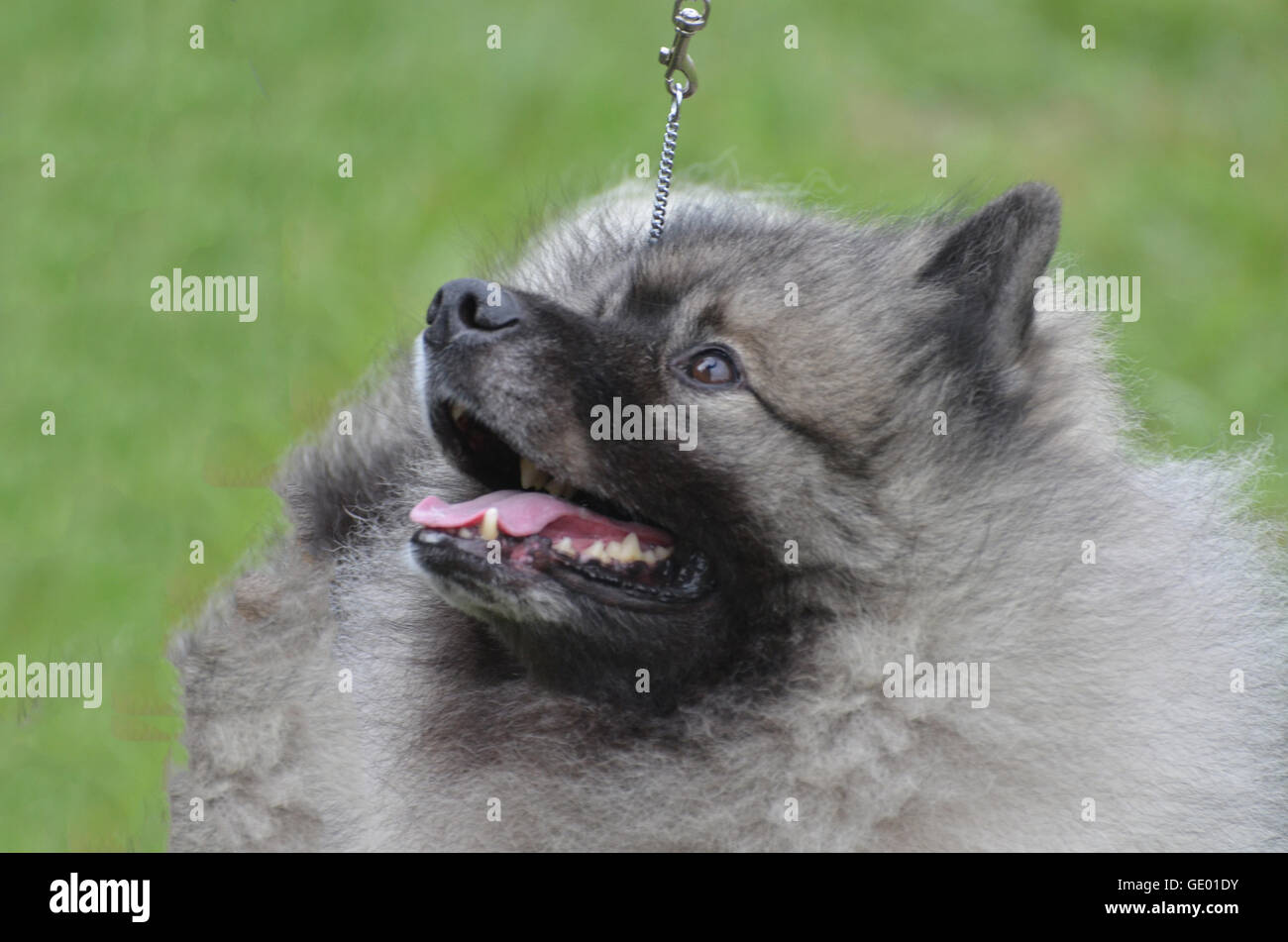 Keeshonden hi-res stock photography and images - Alamy