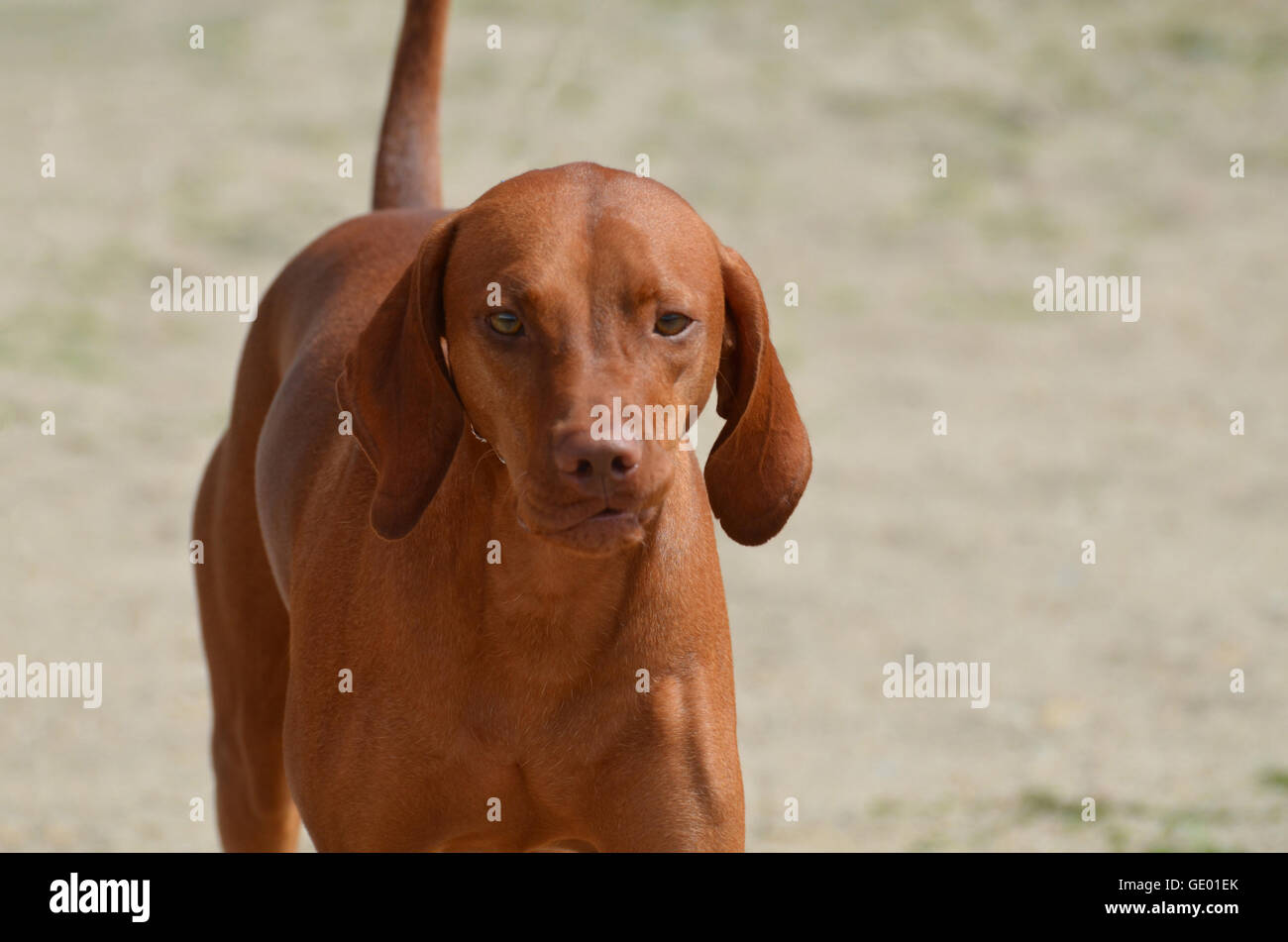 Red Hound Puppies