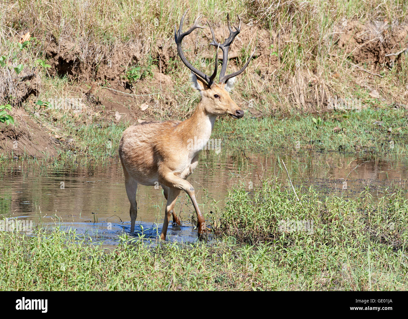 Swamp deer hi-res stock photography and images - Alamy