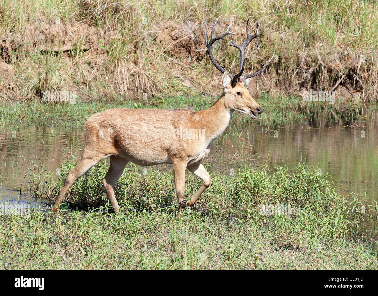 Barasingha / Swamp Deer walking in a lake Stock Photo - Alamy