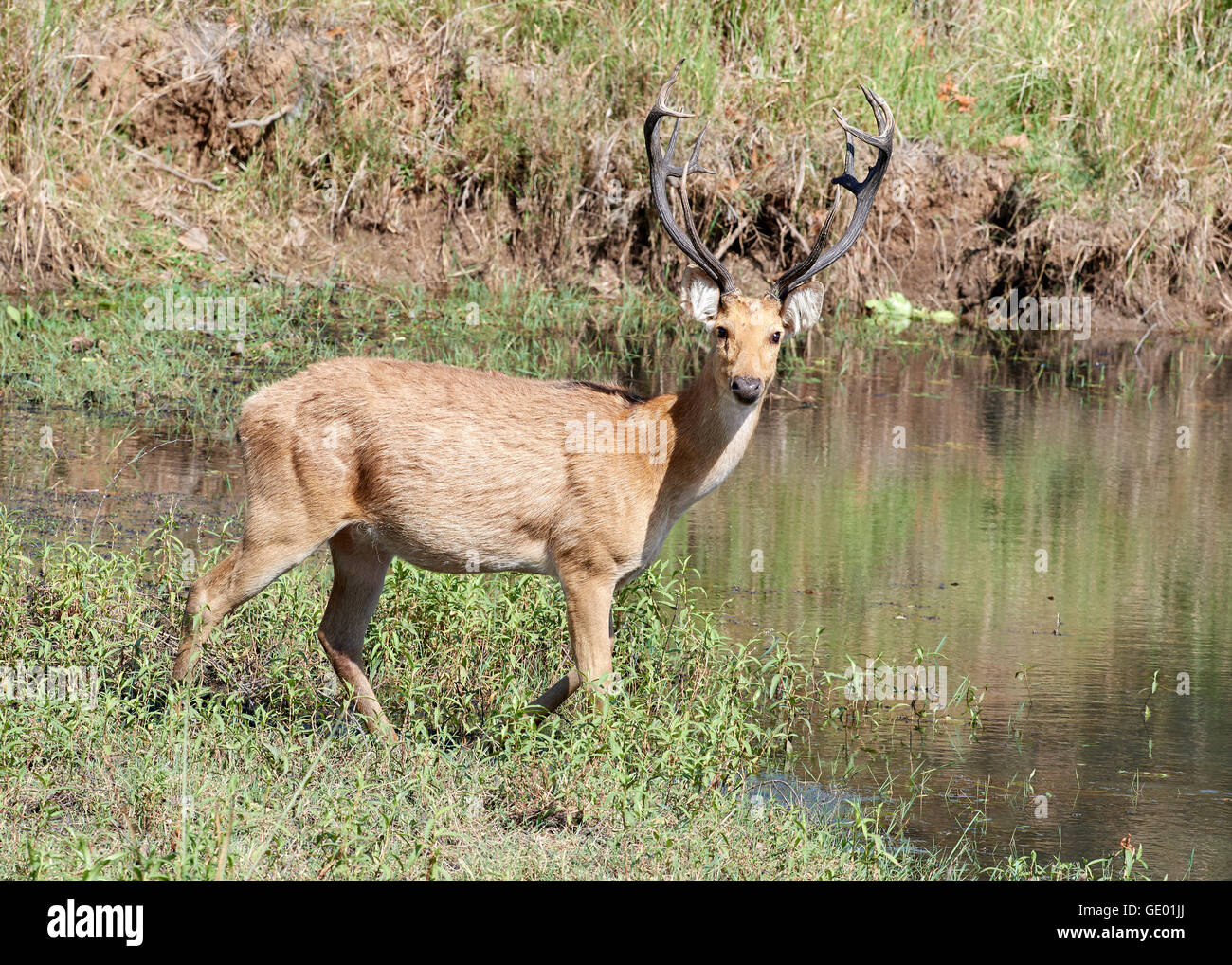 Barasingha in kanha hi-res stock photography and images - Alamy