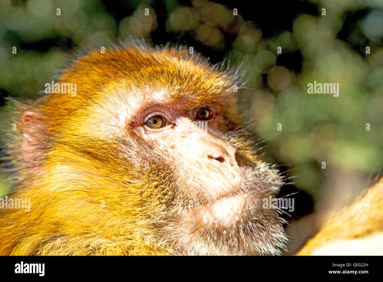 old monkey in africa morocco and natural background fauna close up ...