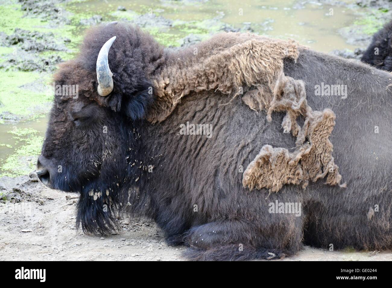 Bison Laying Down High Resolution Stock Photography and Images - Alamy