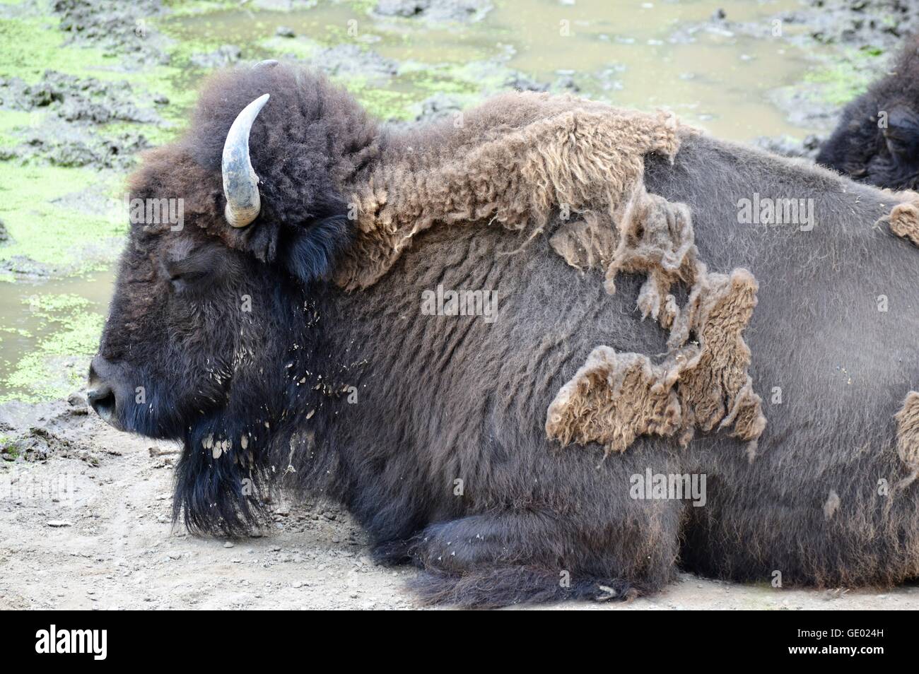 Bison laying down hi-res stock photography and images - Alamy