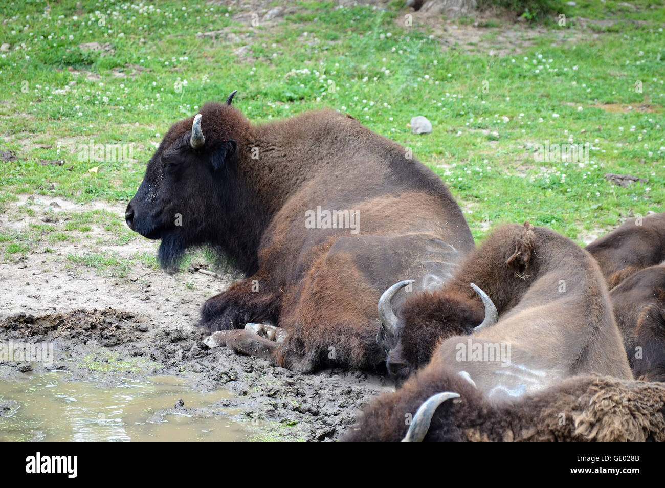 Bison laying down hi-res stock photography and images - Alamy
