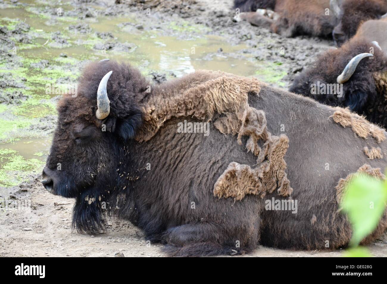 Bison Laying Down Stock Photos & Bison Laying Down Stock Images - Alamy