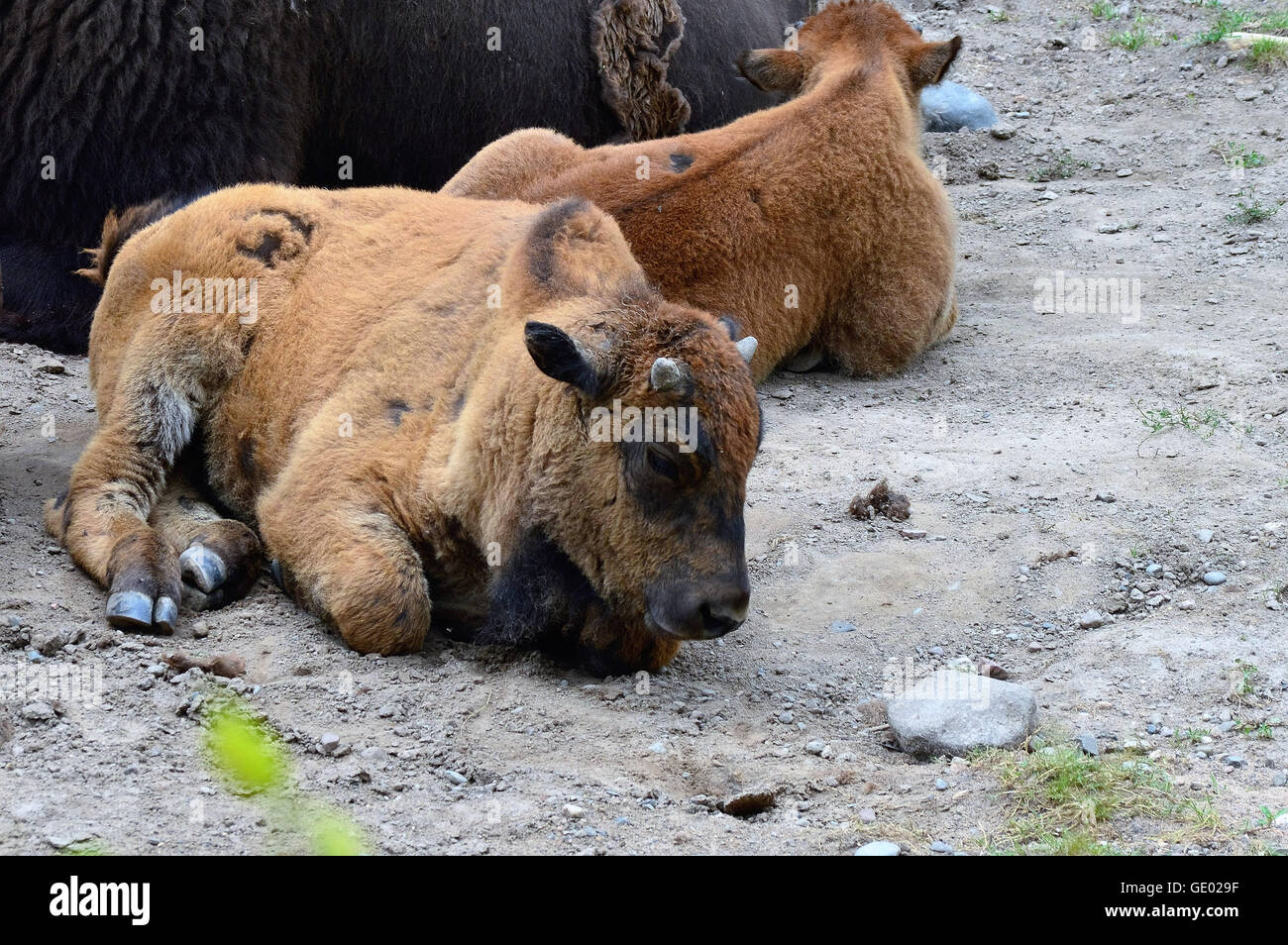 Bison laying in the dirt Stock Photo - Alamy