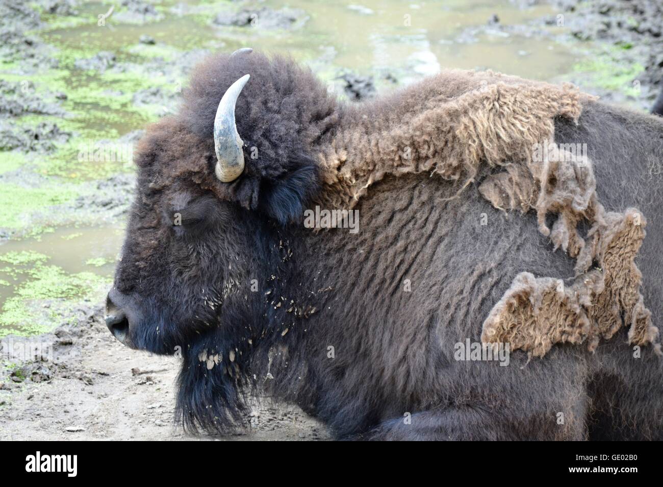 Bison laying in dirt hi-res stock photography and images - Alamy
