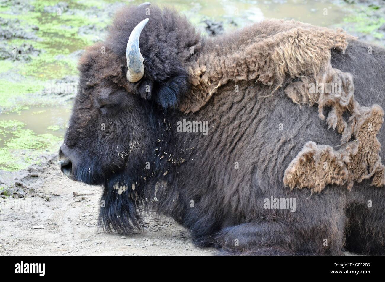 Bison laying down hi-res stock photography and images - Alamy
