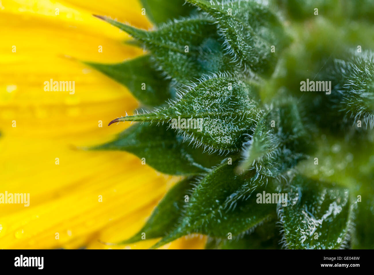 Details on the back of a sunflower Stock Photo - Alamy