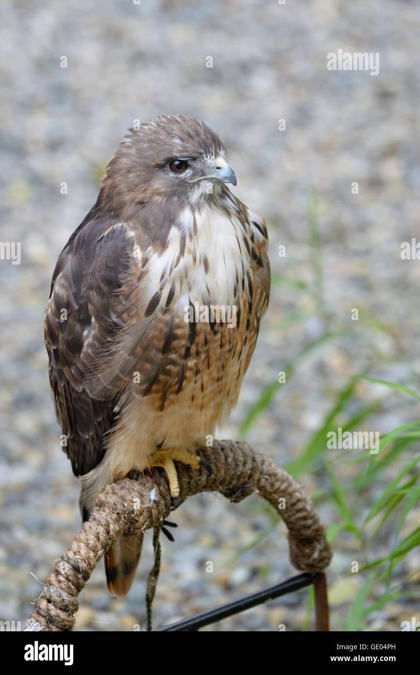 A red tailed hawk at a bird sanctuary in Alaska, USA Stock Photo - Alamy