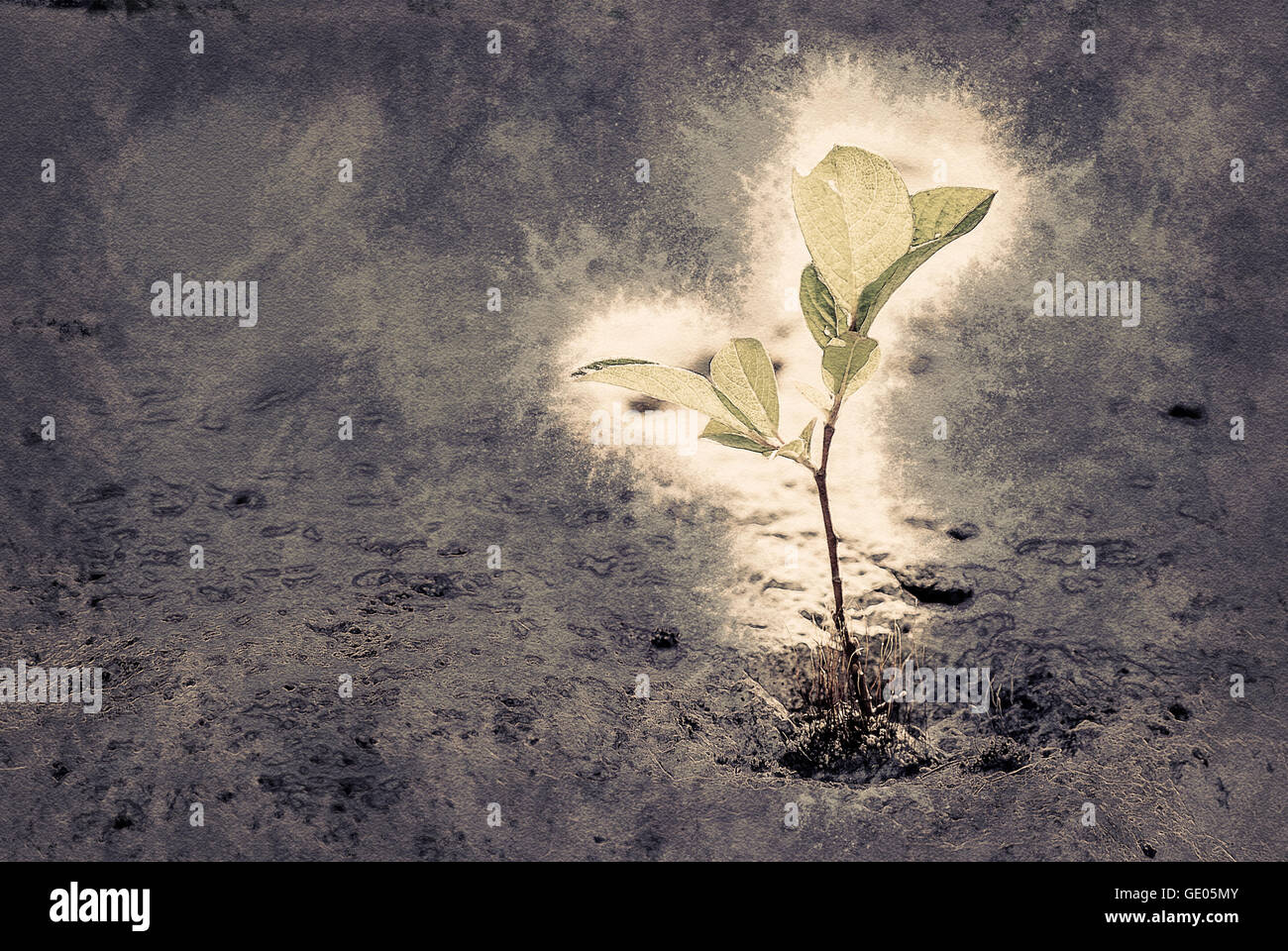 Plant sprouting rock hi-res stock photography and images - Alamy