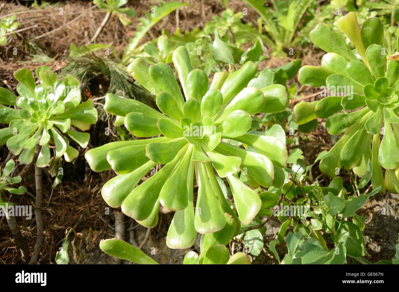 round, green, wheel shaped, plant, cactus, succulent, rosette Stock ...